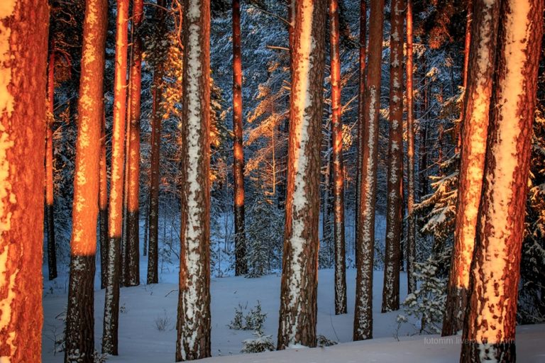 Золото сосен | FotoRelax
