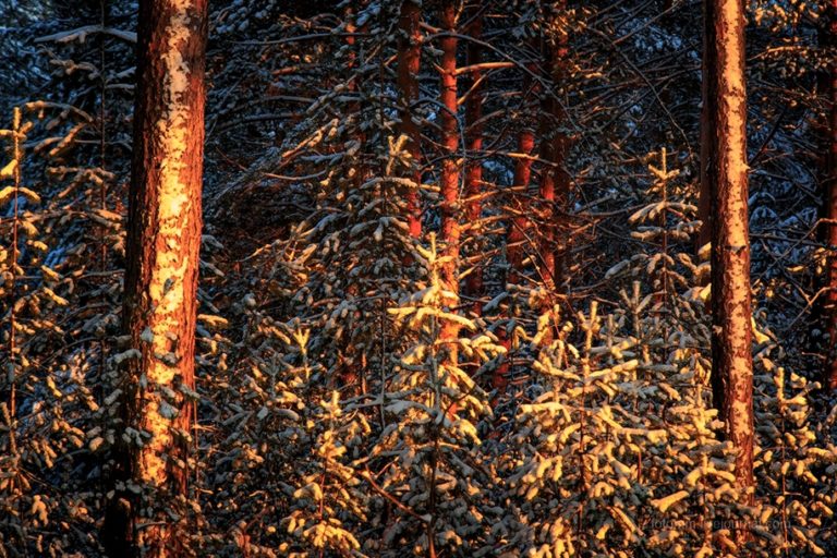 Золото сосен | FotoRelax