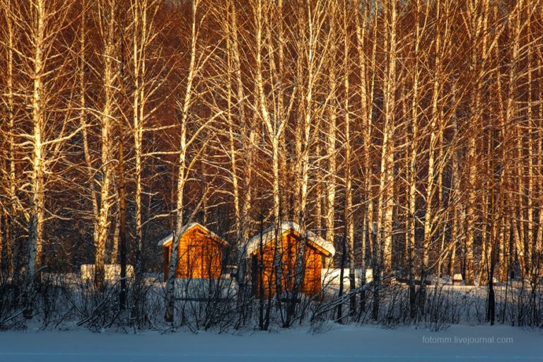 Золото сосен | FotoRelax