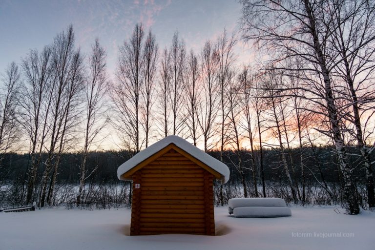 Золото сосен | FotoRelax