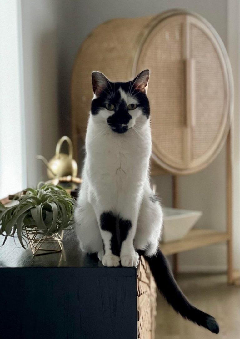 Фото с котами | FotoRelax